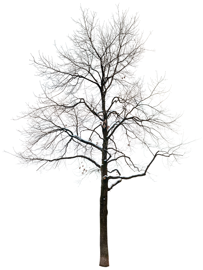 Snow Winter tree L6 – Cutout|trees