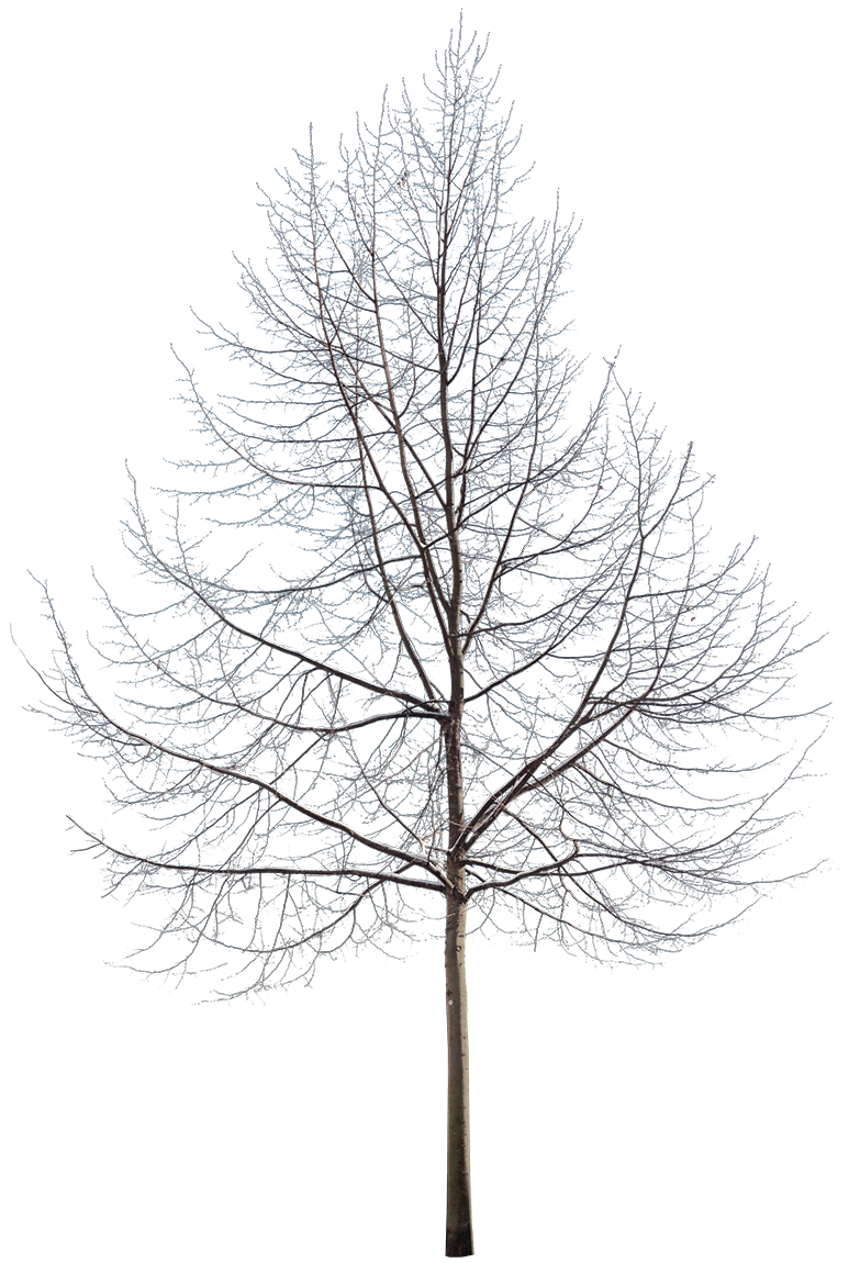 Snow Winter tree M3 – Cutout|trees