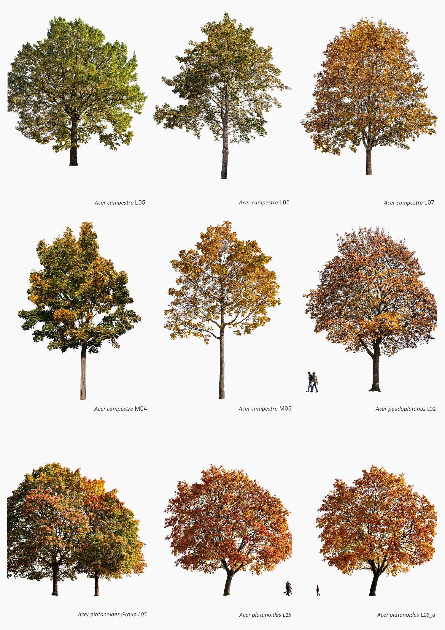 AUTUMN | Diverse trees package – Cutout|trees