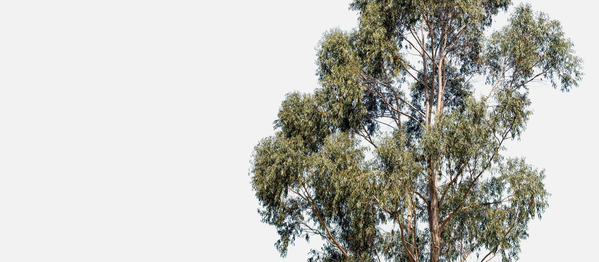 cutout-trees.com