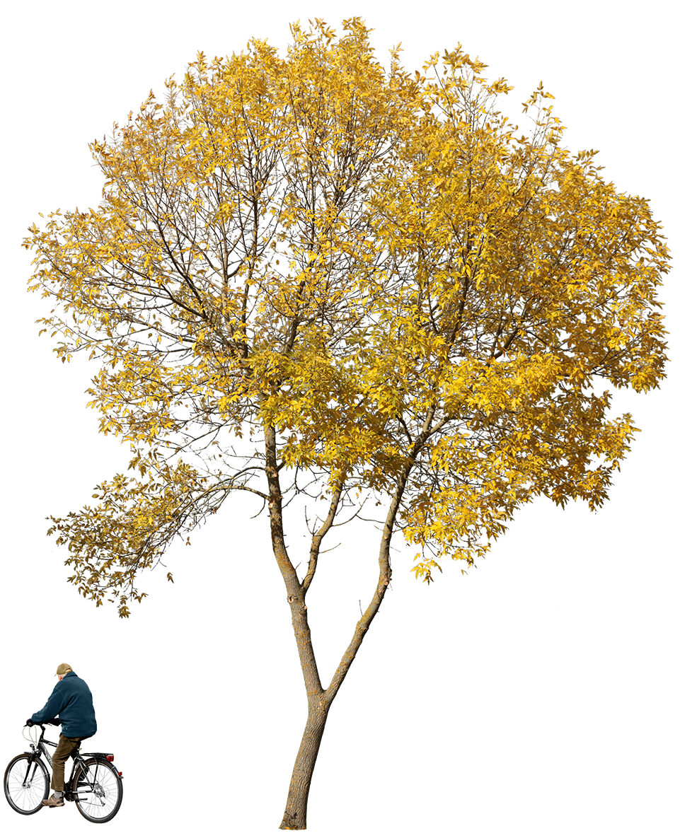 Fraxinus excelsior M06a – Cutout|trees