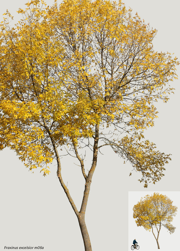 AUTUMN | Diverse trees package – Cutout|trees