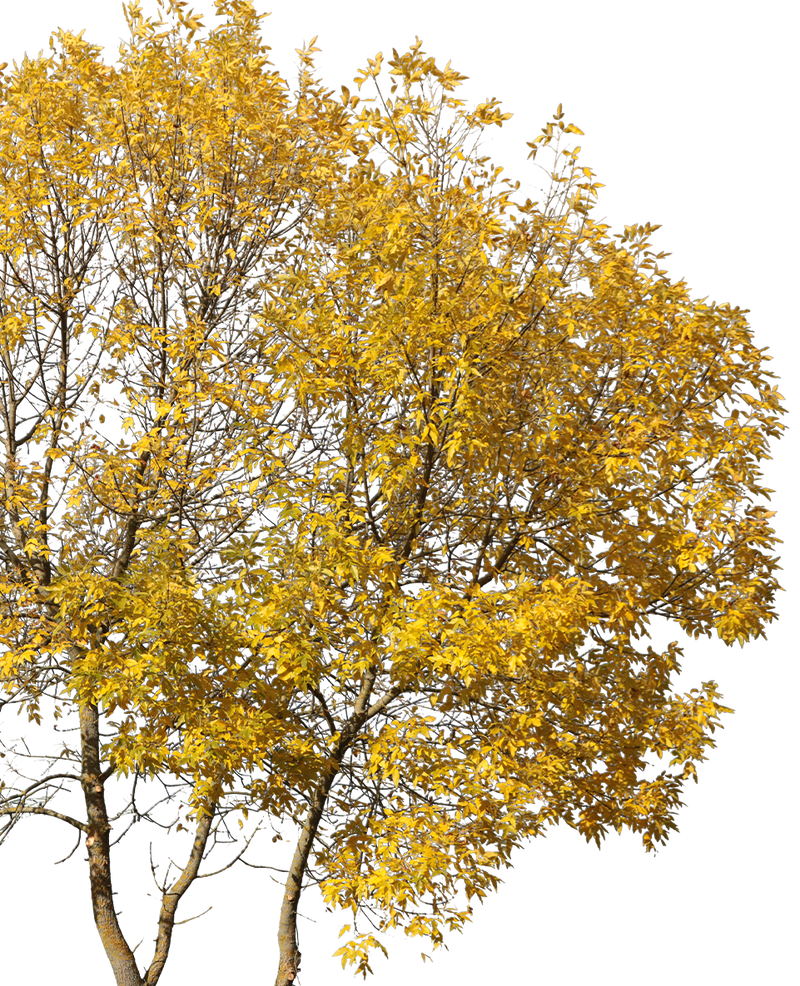 Fraxinus excelsior M06a – Cutout|trees