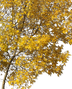 Fraxinus excelsior M06a – Cutout|trees