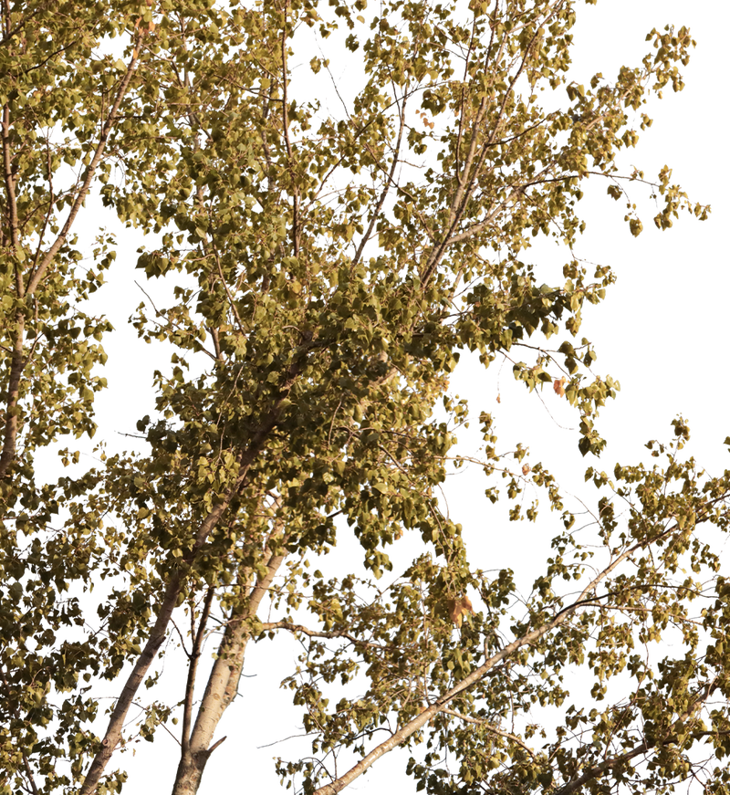 Group Populus L01 – Cutout|trees