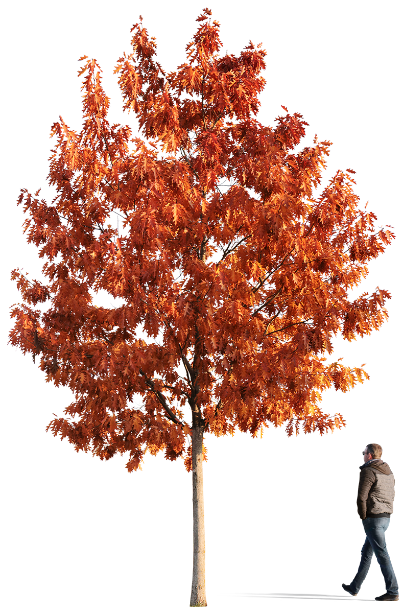 Quercus rubra M01 – Cutout|trees