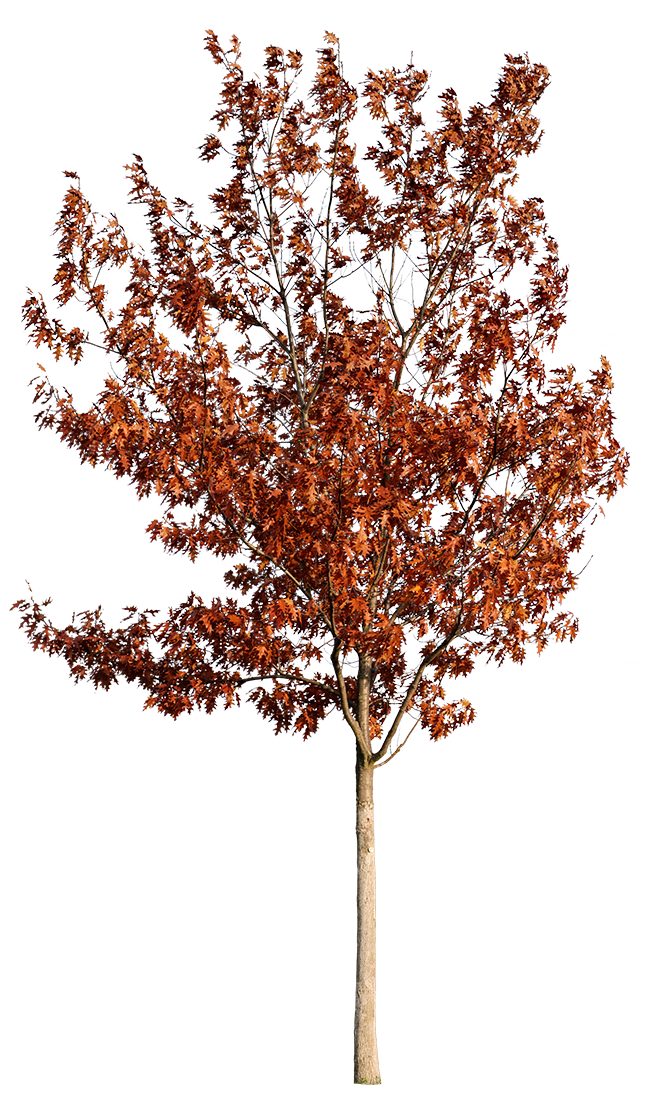 Quercus Rubra Landscape Architect39s Pages Quercus Rubra Red Oak,
