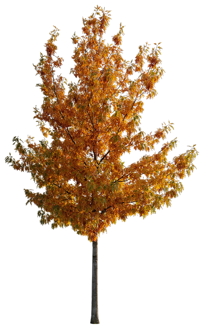Quercus Rubra Landscape Architect39s Pages Quercus Rubra Red Oak,