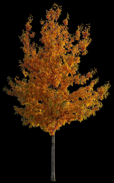 Quercus rubra S03 – Cutout|trees
