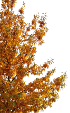 Quercus rubra S03 – Cutout|trees