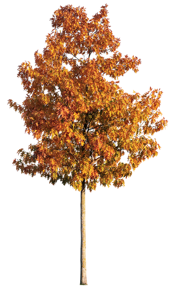 Quercus Rubra Landscape Architect39s Pages Quercus Rubra Red Oak,