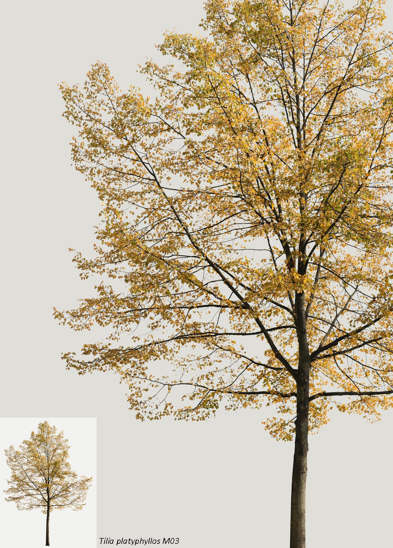 AUTUMN | Diverse trees package – Cutout|trees