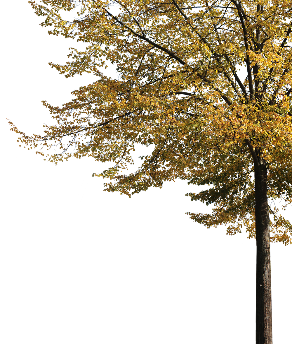 Tilia tomentosa L03 – Cutout|trees