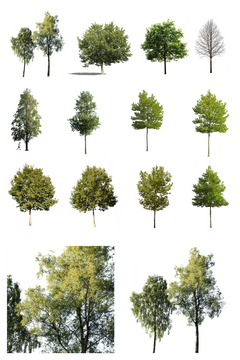 Medium Trees | Package – Cutout|trees