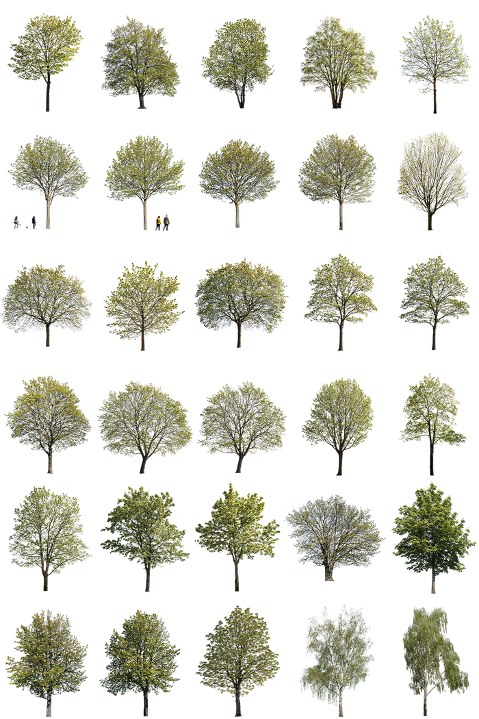 Spring Large Tree Cutouts — 104 PNG for Architectural Renders – Cutout ...