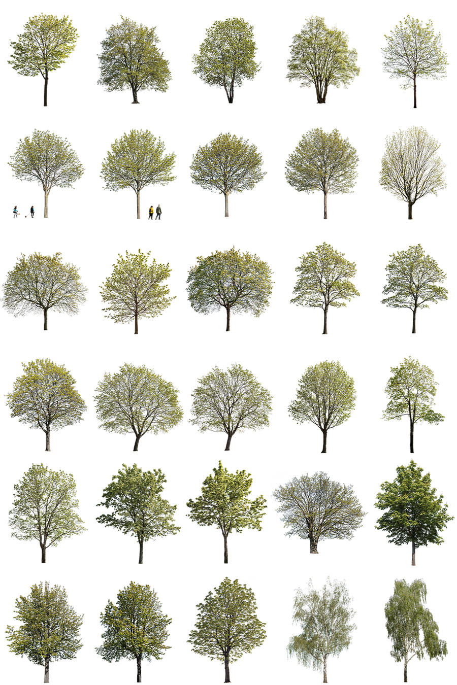 Spring Large Tree Cutouts — 104 PNG for Architectural Renders – Cutout ...