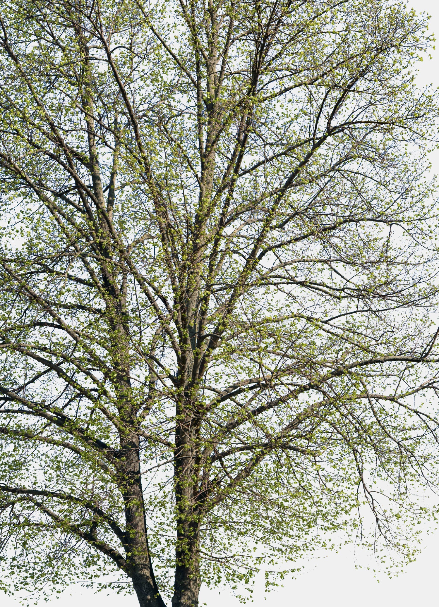 Spring Large Tree Cutouts — 104 PNG for Architectural Renders – Cutout ...