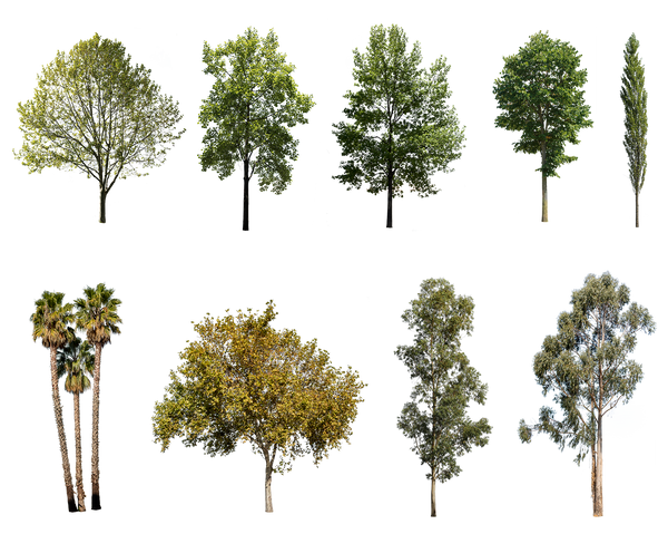 DIVERSE TREES | Package – Cutout|trees