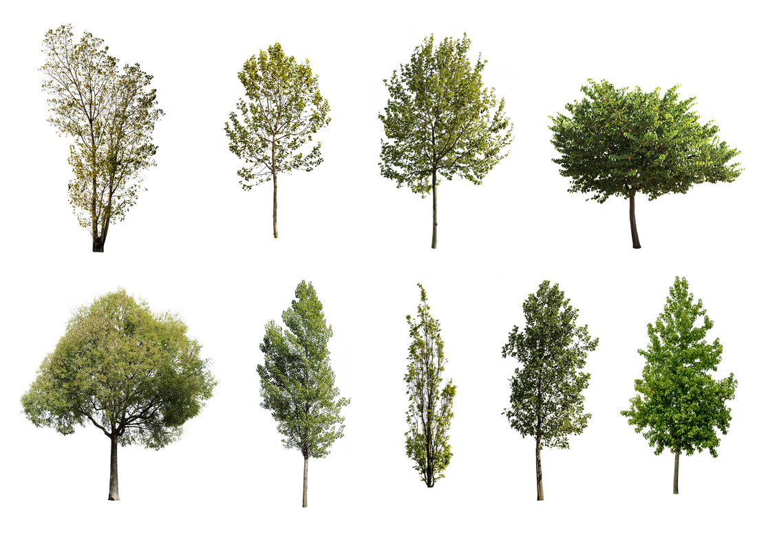 DIVERSE TREES | Package – Cutout|trees