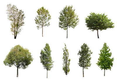 DIVERSE TREES | Package – Cutout|trees