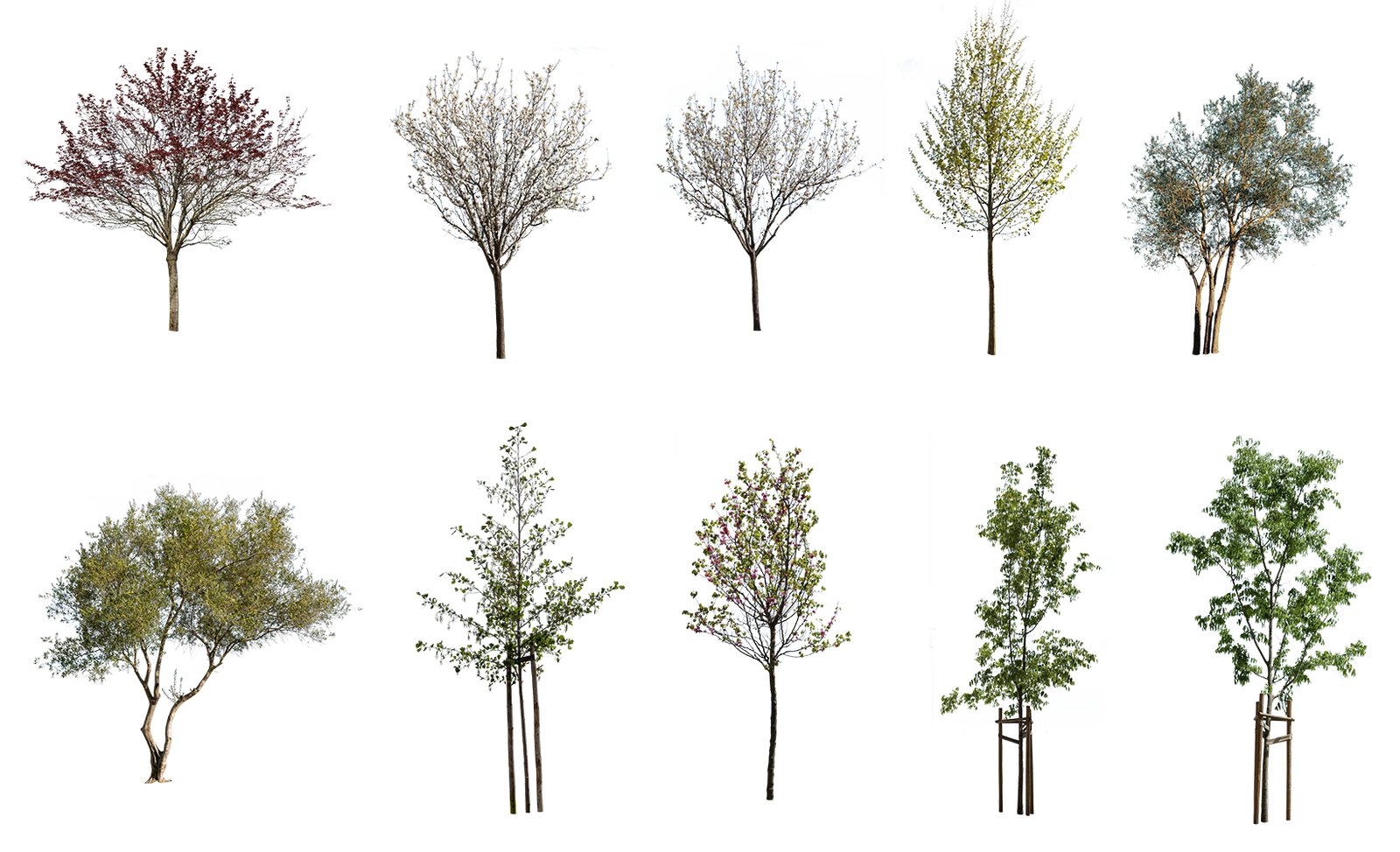 DIVERSE TREES | Package – Cutout|trees
