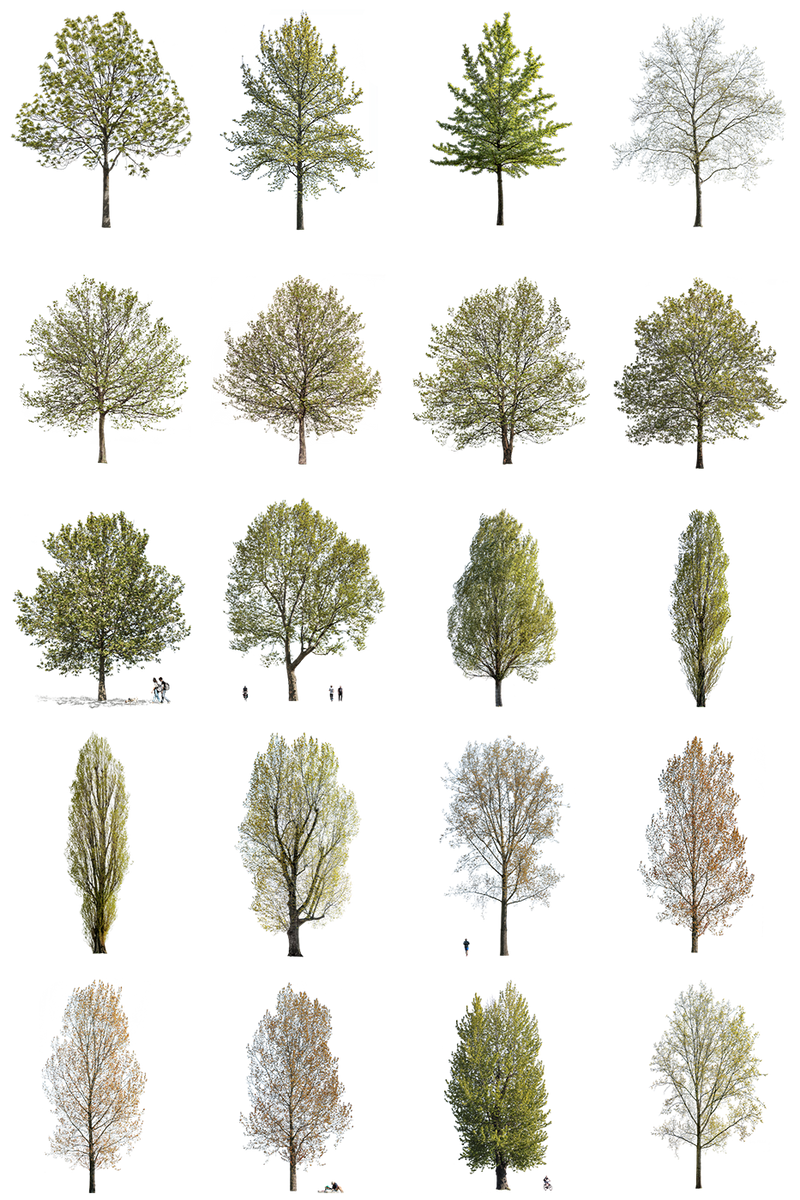 Spring Large Tree Cutouts — 104 PNG for Architectural Renders – Cutout ...