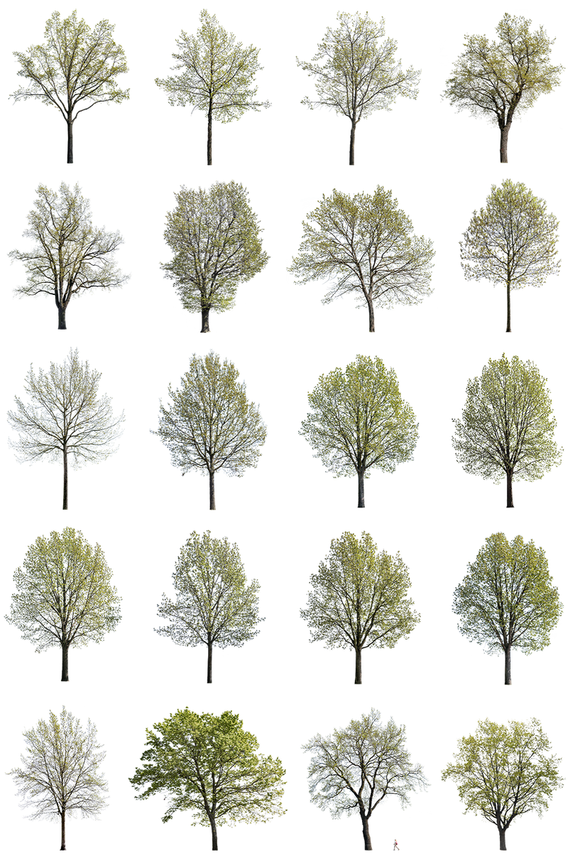 12 Large Trees Pack – Cutout|trees