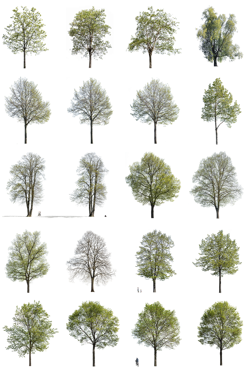 Spring Large Tree Cutouts — 104 PNG for Architectural Renders – Cutout ...