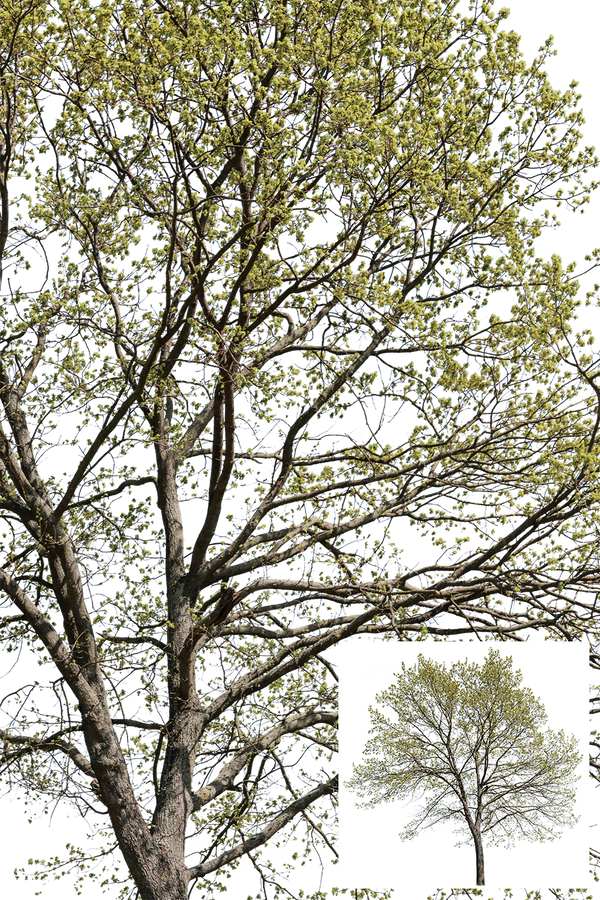 Spring Large Tree Cutouts — 104 PNG for Architectural Renders – Cutout ...