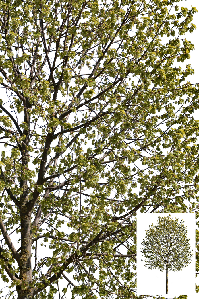 12 Large Trees Pack – Cutout|trees