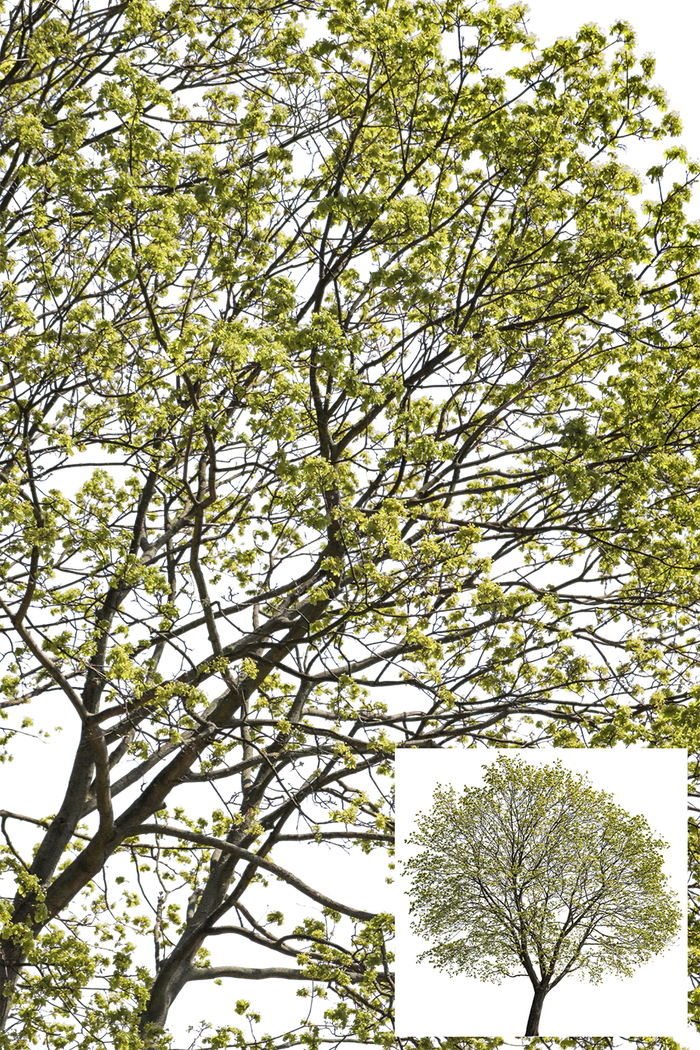 Spring Large Tree Cutouts — 104 PNG for Architectural Renders – Cutout ...