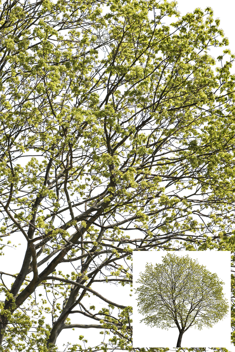 Spring Large Tree Cutouts — 104 PNG for Architectural Renders – Cutout ...