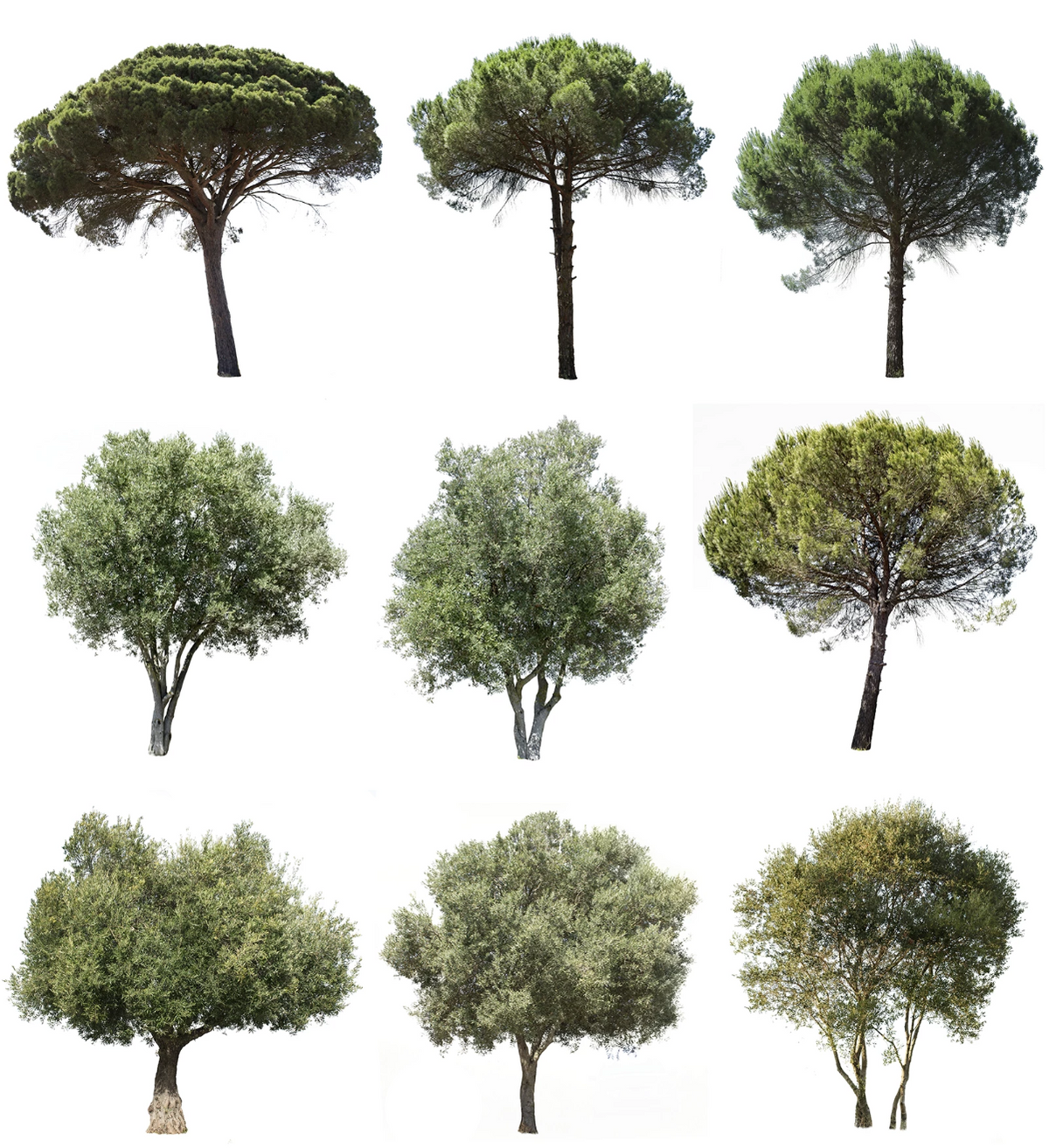 Mediterranean Trees | Package 2 – Cutout|trees