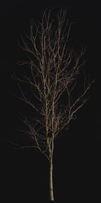 Deciduous Tree Winter V – Cutout|trees