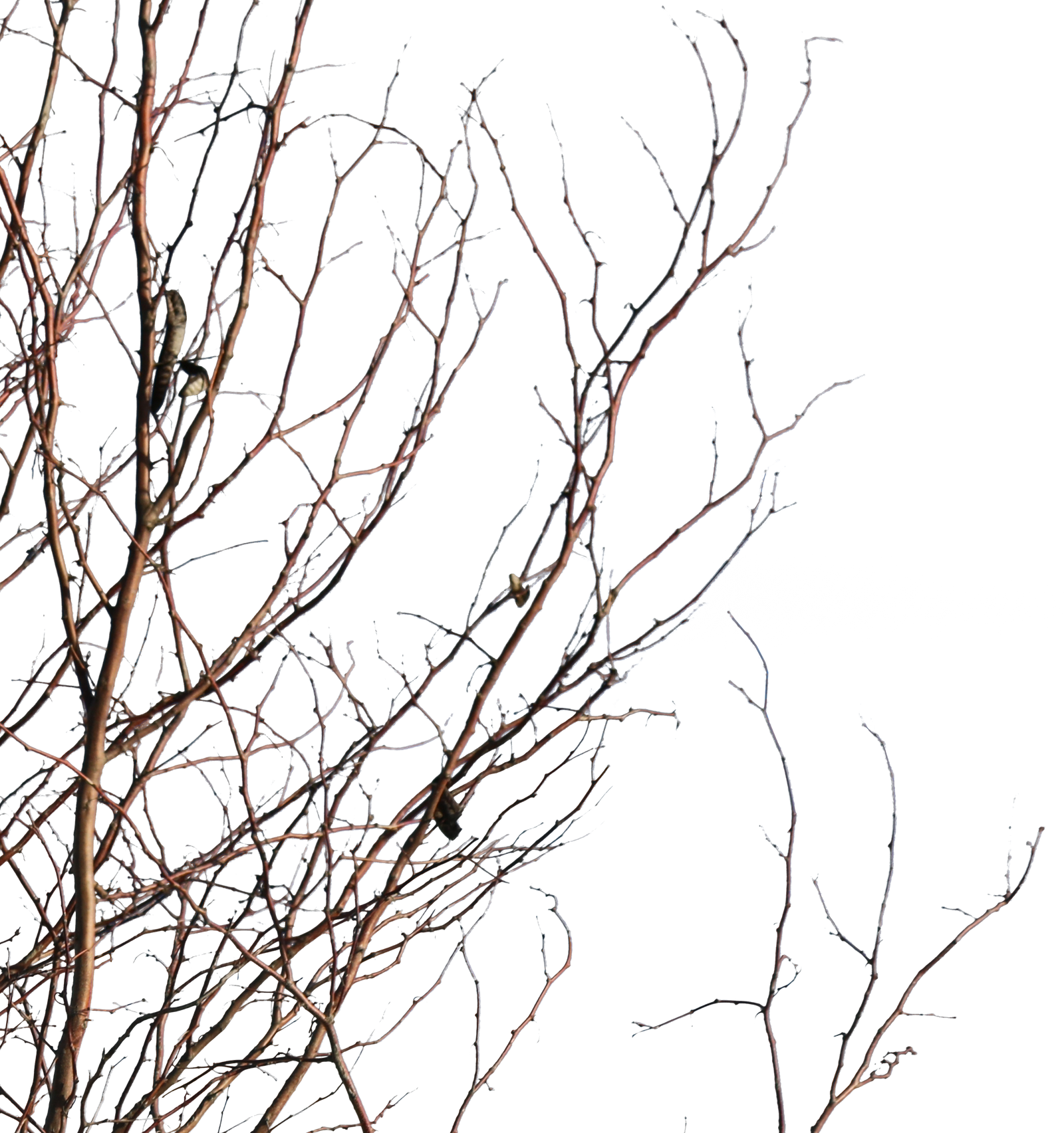 Deciduous Tree Winter V – Cutout|trees