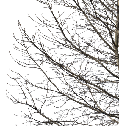 Medium Trees | Package – Cutout|trees