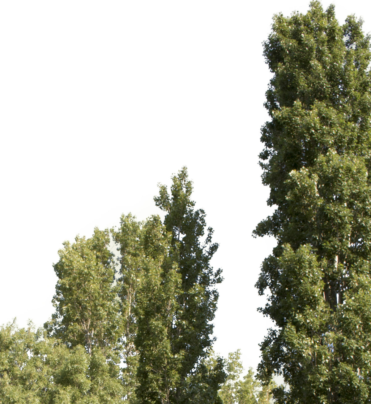 Trees Group – Cutout|trees