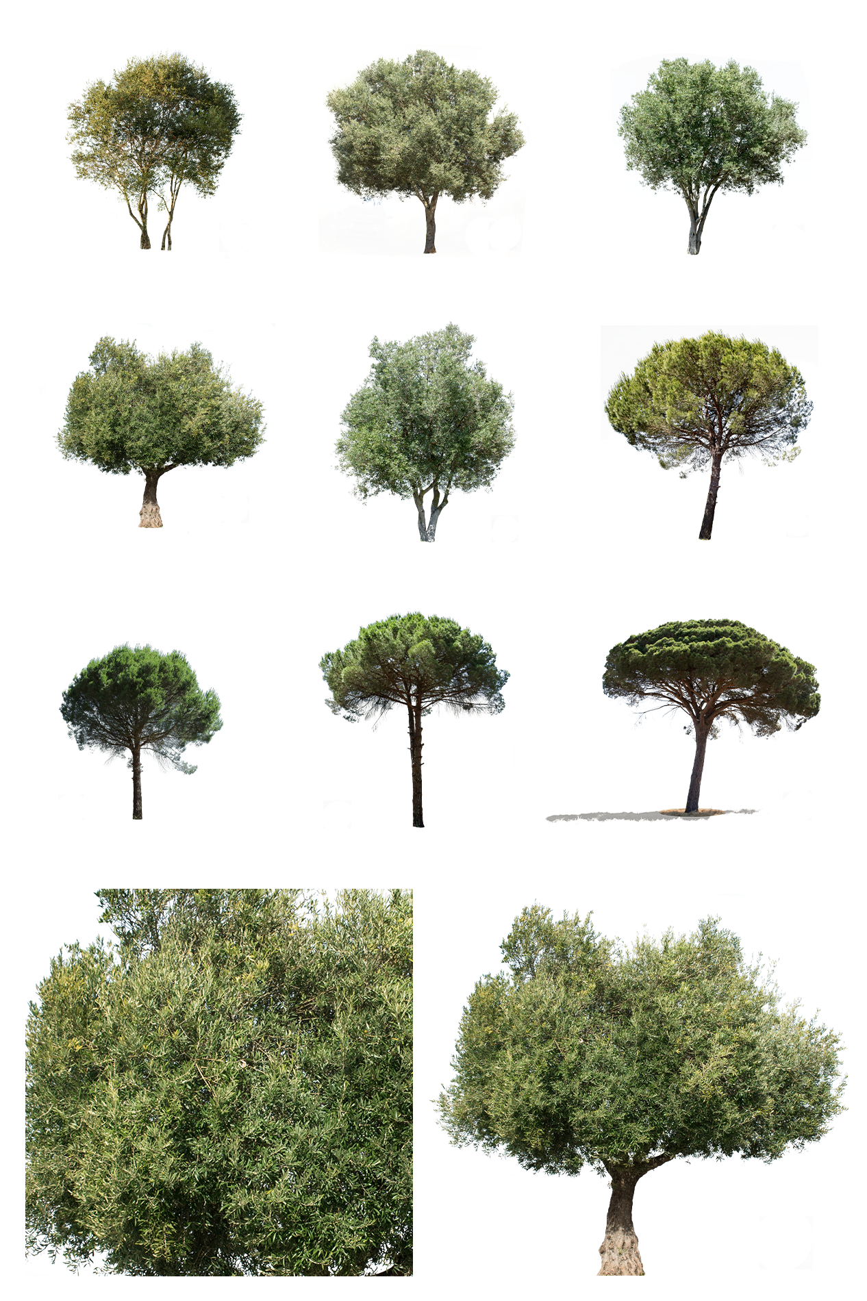 Mediterranean Trees PNG Package 2 — Olive & Umbrella Pine – Cutout|trees