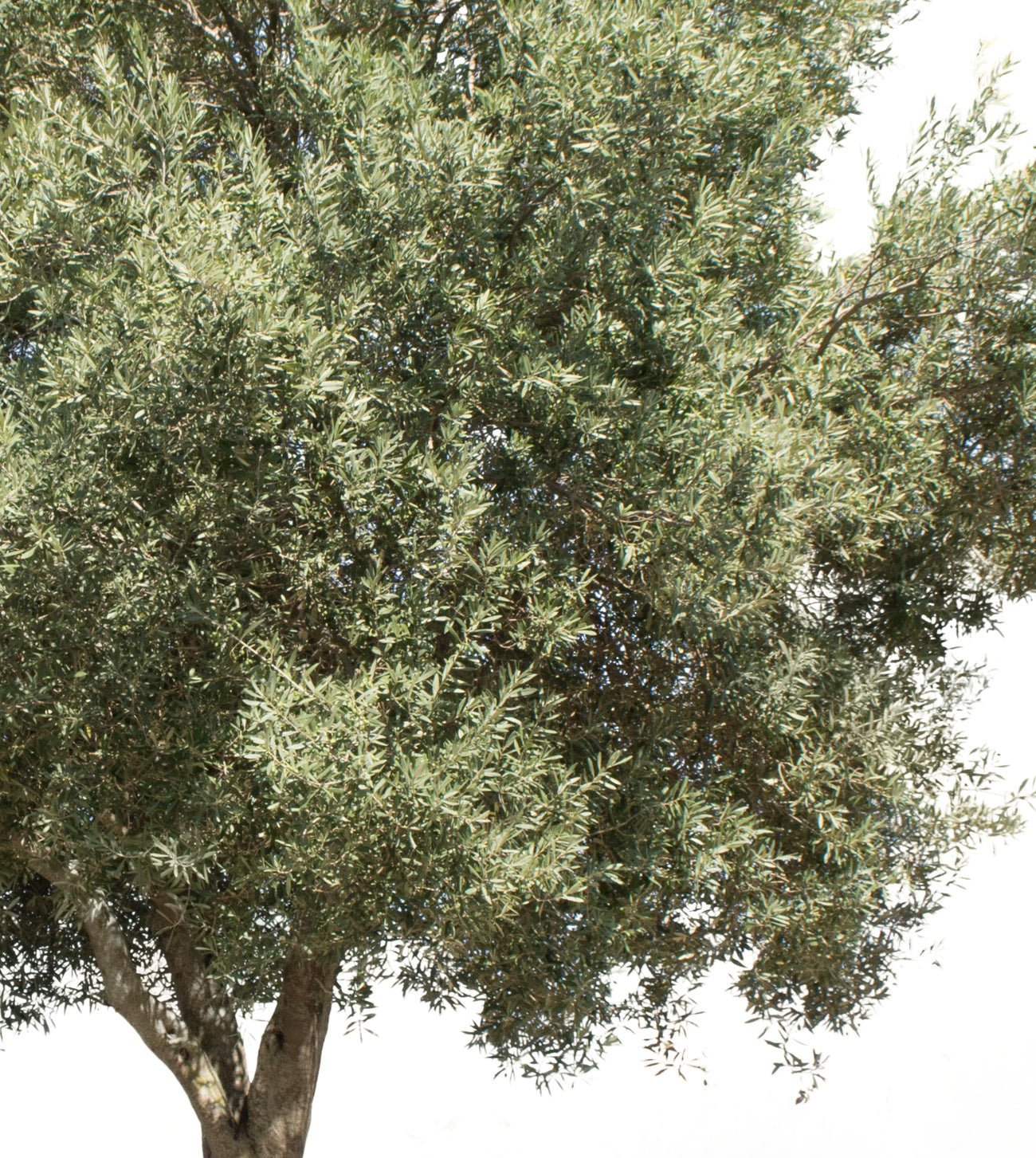 Mediterranean Trees | Package 2 – Cutout|trees