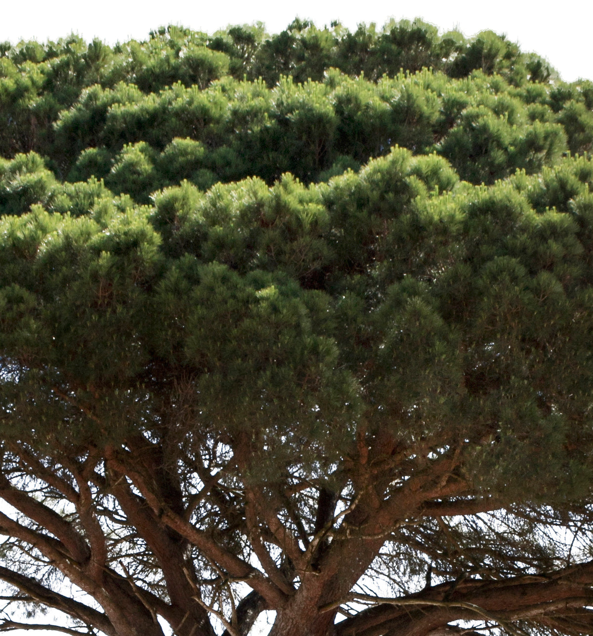 Mediterranean Trees | Package 2 – Cutout|trees