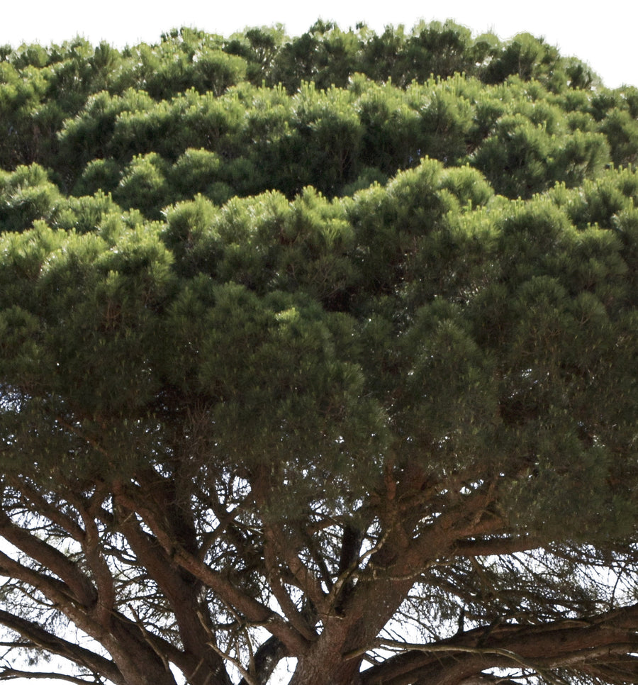 Pinus pinea II – Cutout|trees