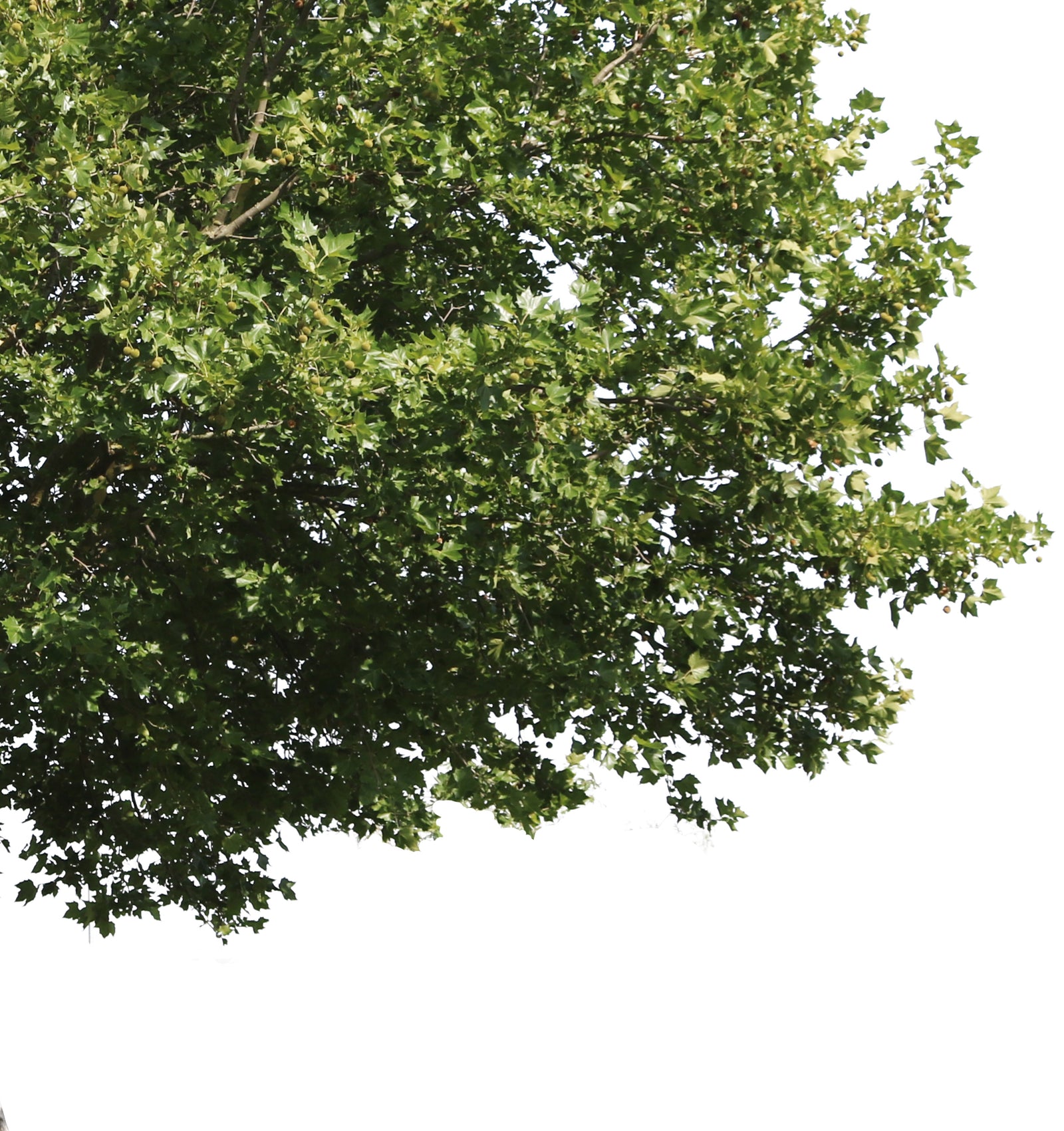 Medium Trees | Package – Cutout|trees