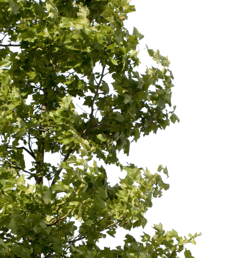 Platanus Occidentalis - Small – Cutout|trees
