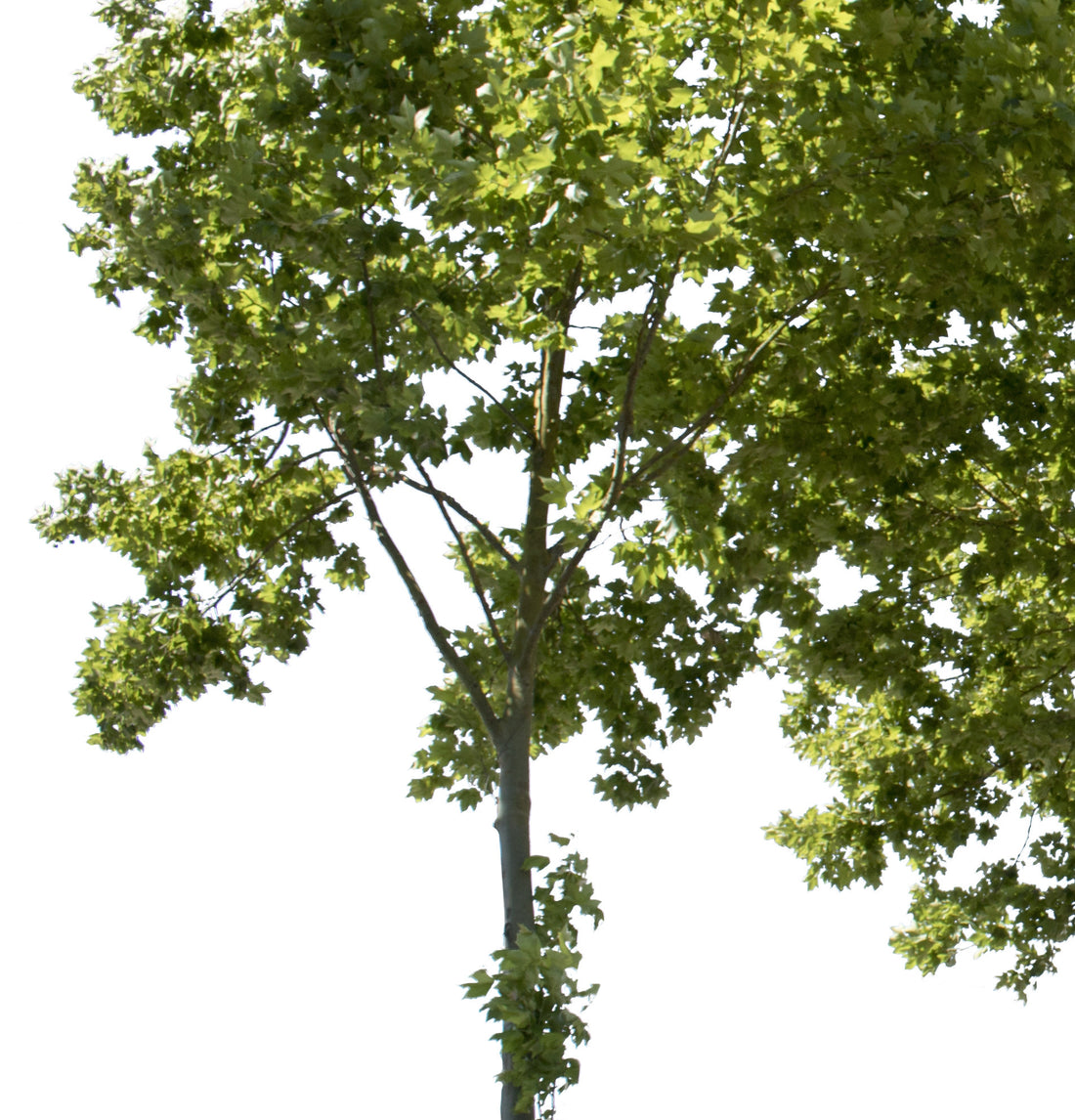 Plane tree Group – Cutout|trees