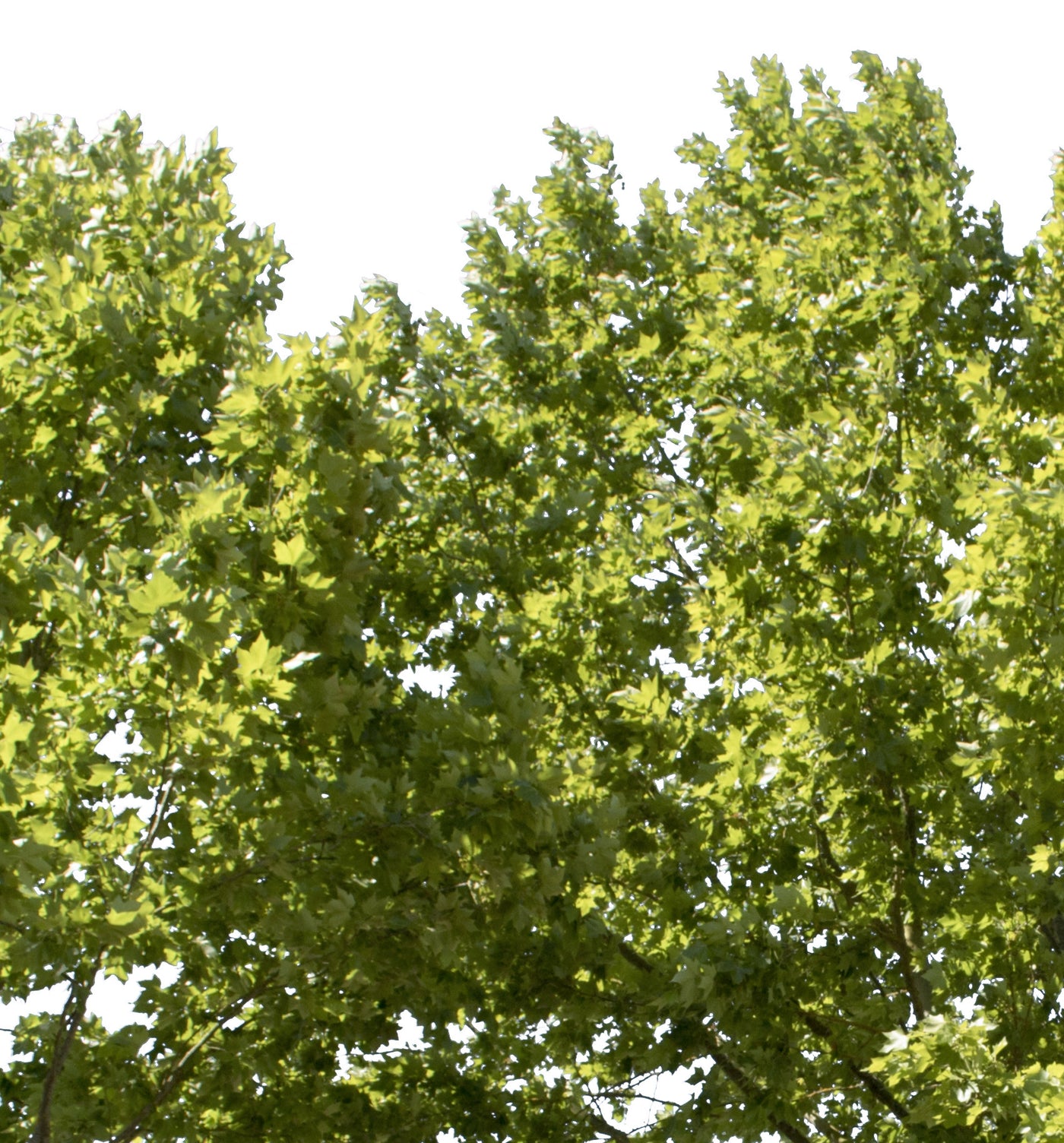 Plane tree Group – Cutout|trees