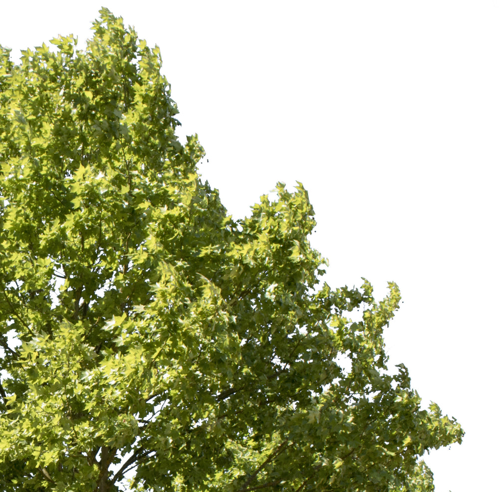 Plane tree Group – Cutout|trees