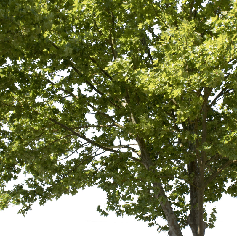 Plane tree Group – Cutout|trees