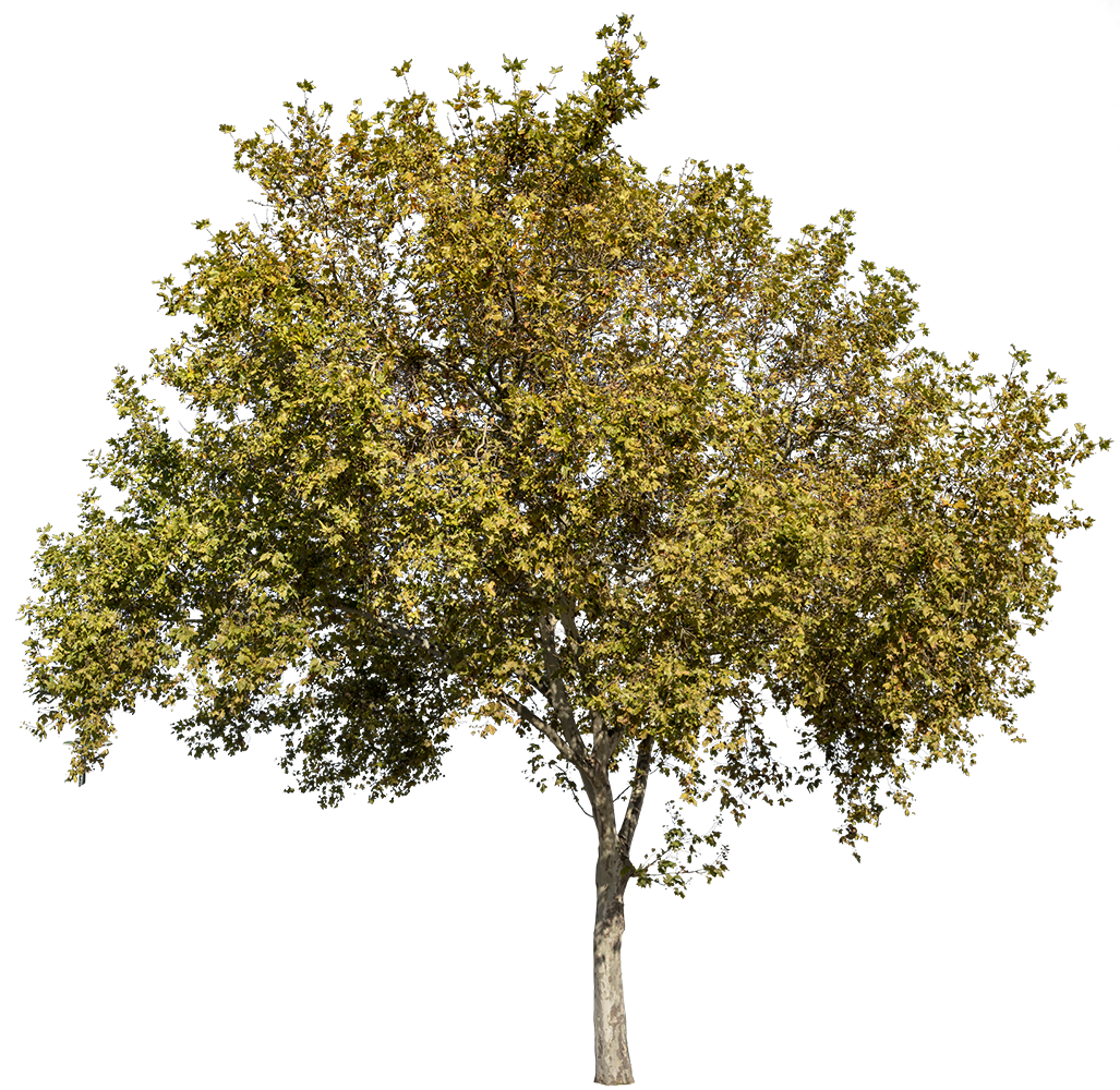 Platanus occidentalis autumn II – Cutout|trees