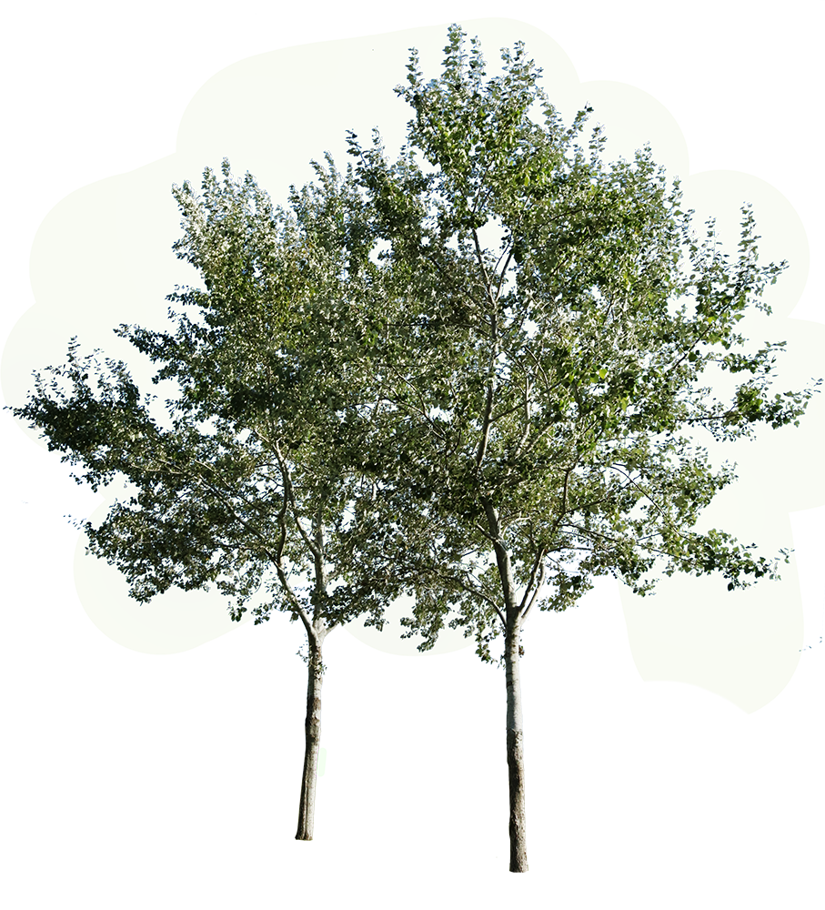 Populus alba Group – Cutout|trees