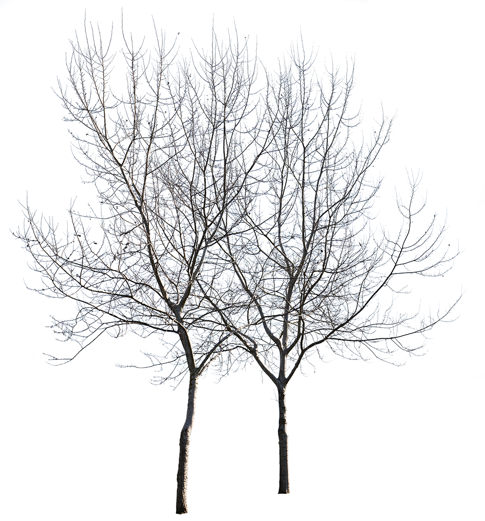 Populus alba Group Winter II – Cutout|trees